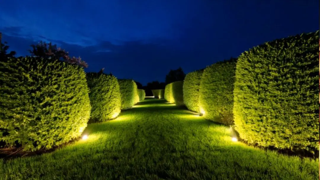 5 Must-Try Outdoor Lighting Ideas for Garden Hedges - Clicka Lights